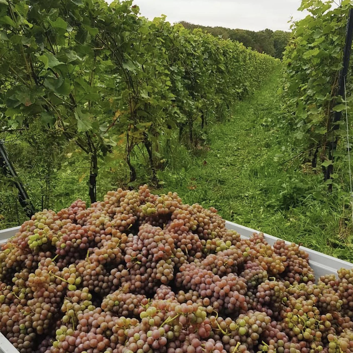 Besök en vingård i Skåne - 7 vackra vingårdar - Truestory