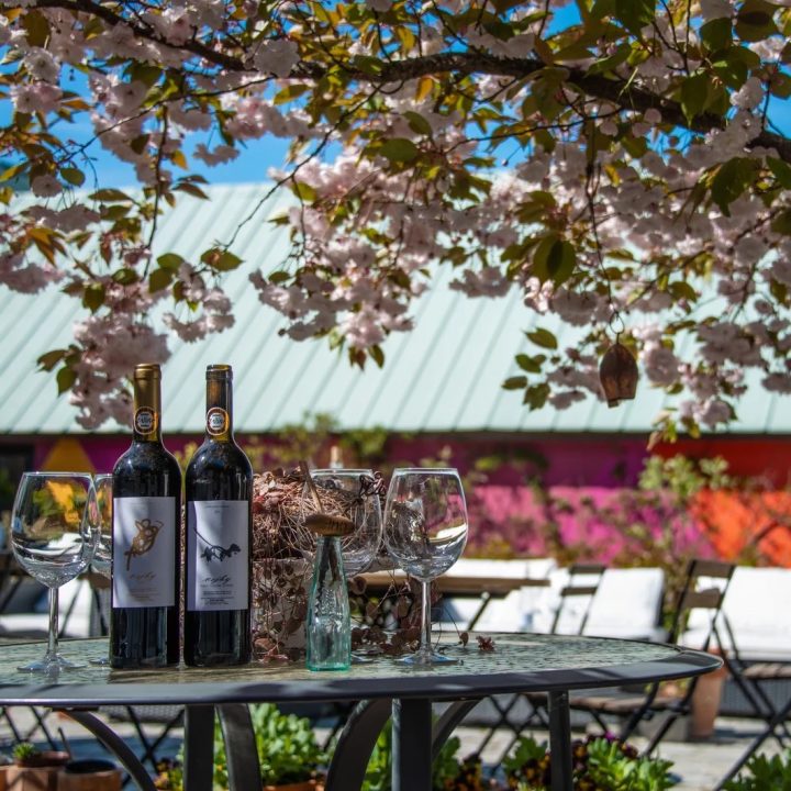 Besök en vingård i Skåne - 7 vackra vingårdar - Truestory