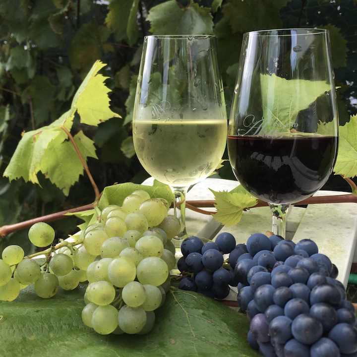 Besök en vingård i Skåne - 7 vackra vingårdar - Truestory